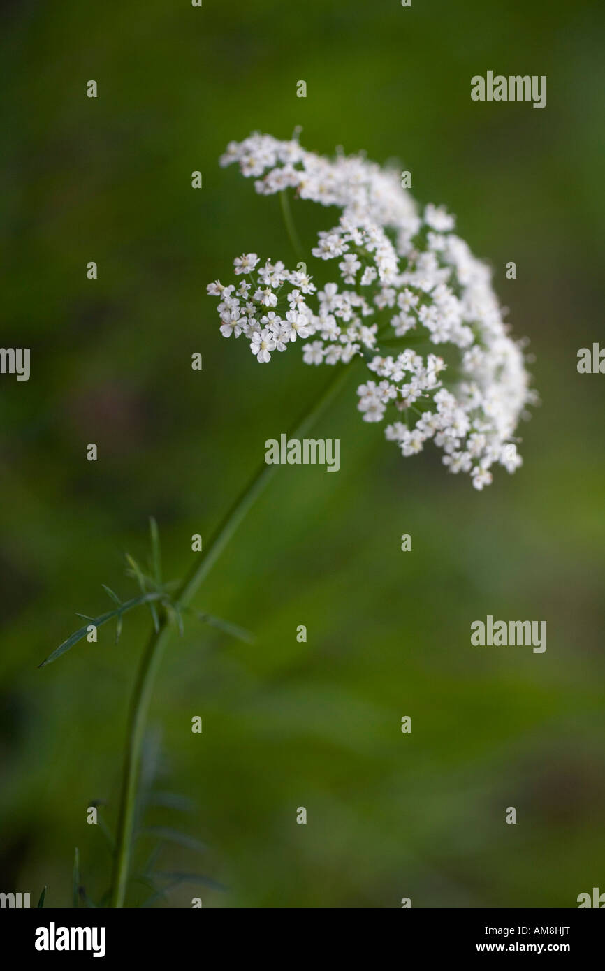 pignut Conopodium majus in flower Stock Photo - Alamy