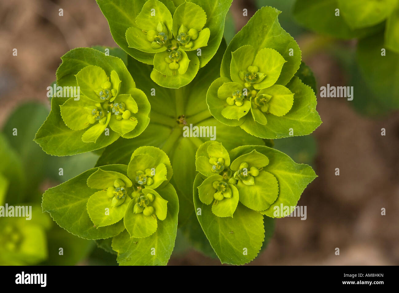 Sun spurge euphorbia helioscopia hi-res stock photography and images ...