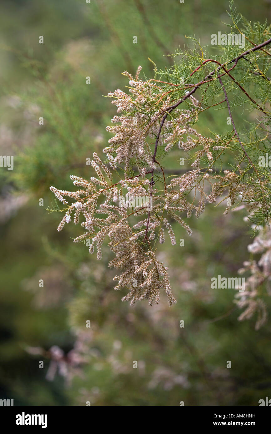 Tamarisk tamarix gallica hi-res stock photography and images - Alamy