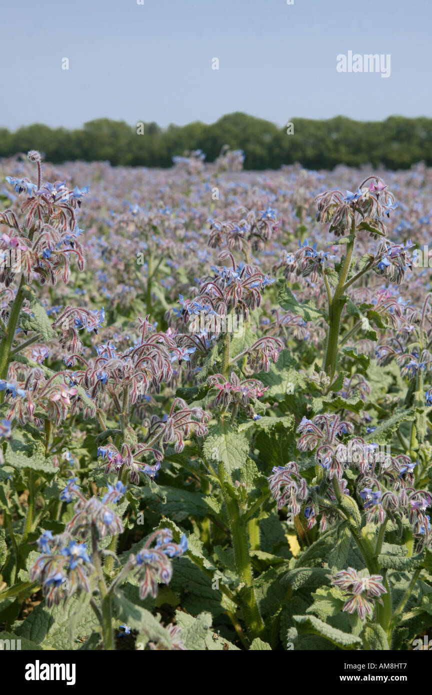 crop of borage growing in commercial farming environment Stock Photo ...