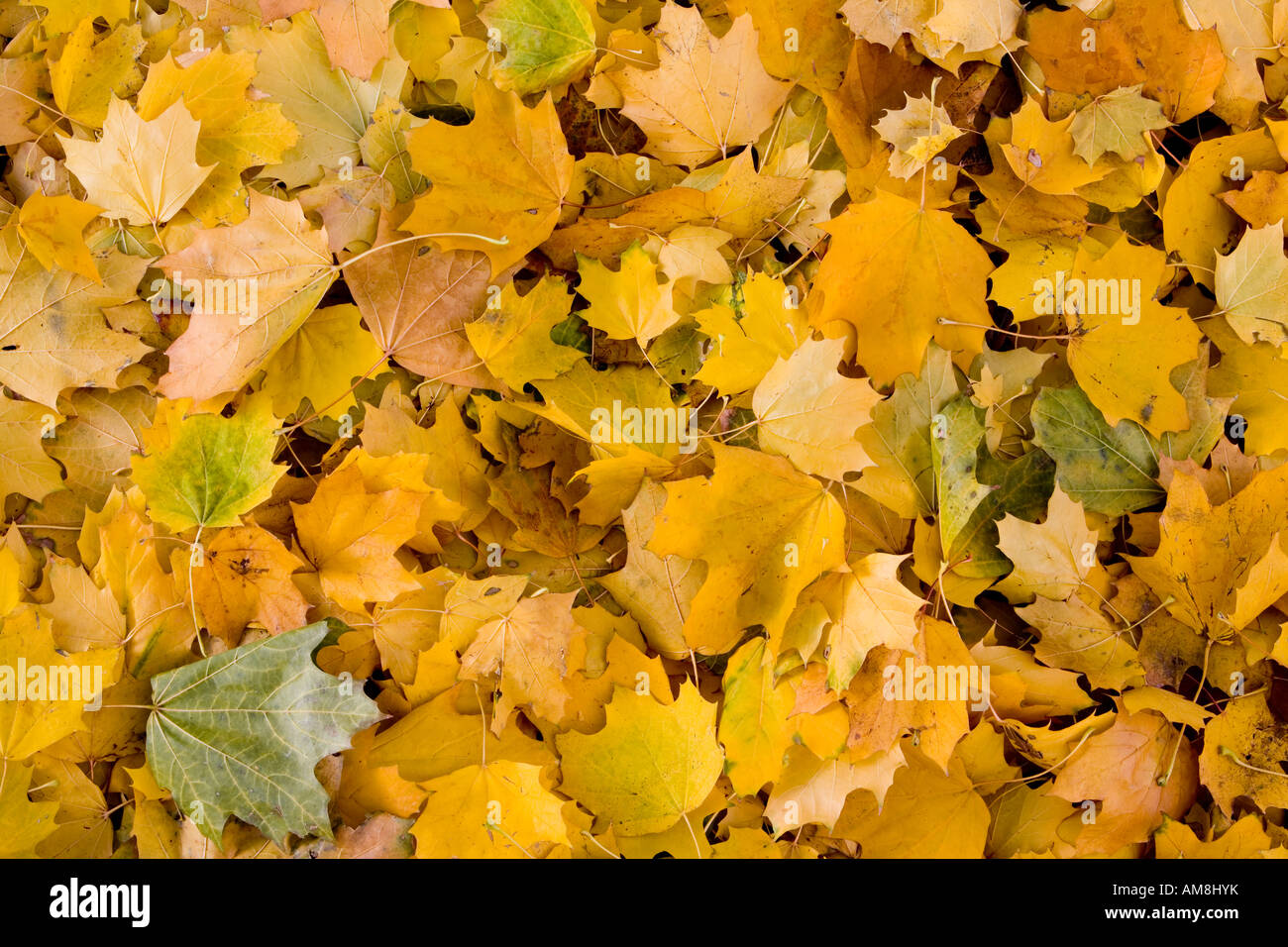 Golden Fall Leaves Background Stock Photo - Alamy