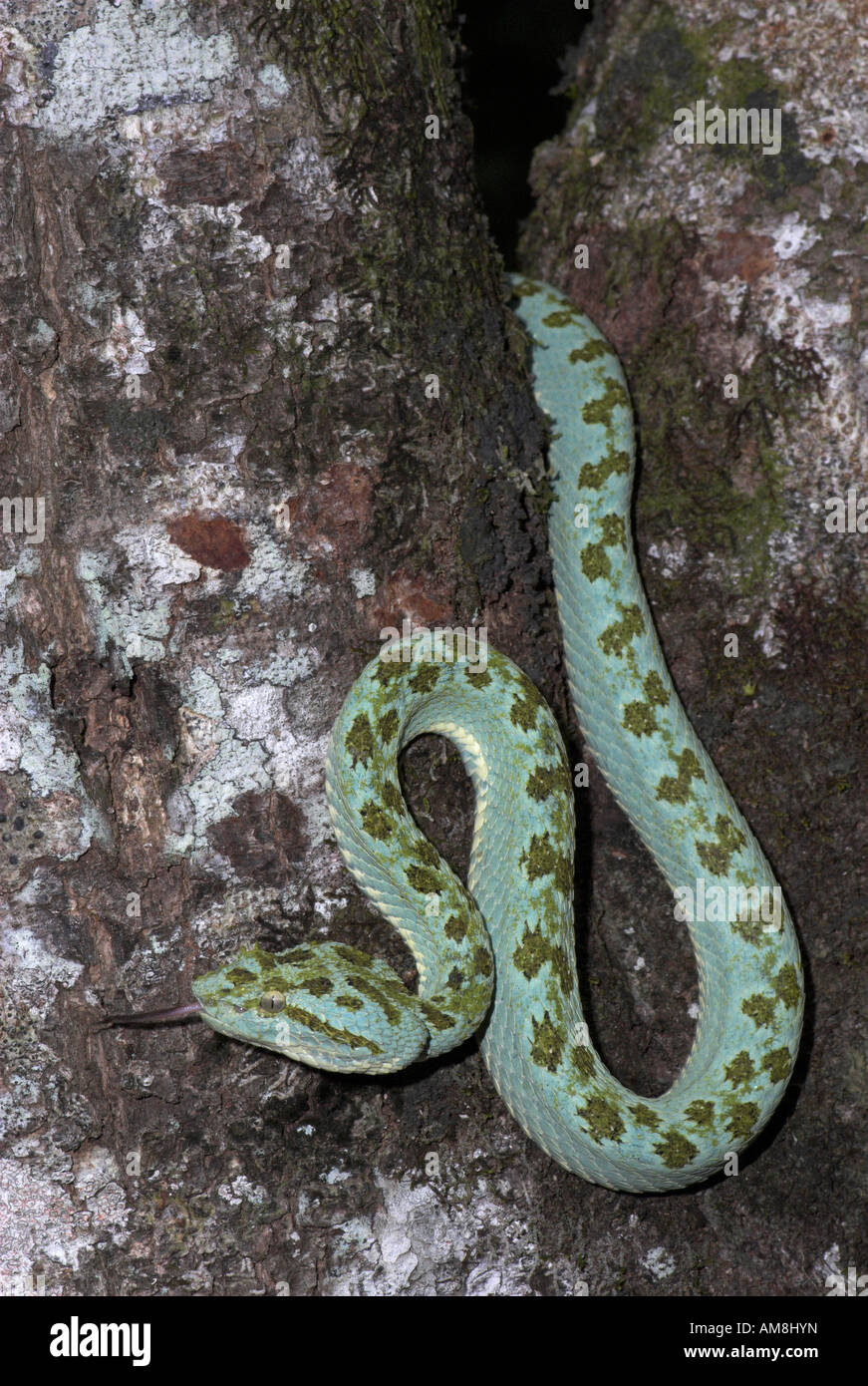 Eyelash Viper Snake Bothriechis schlegelii Costa Rica Stock Photo - Alamy