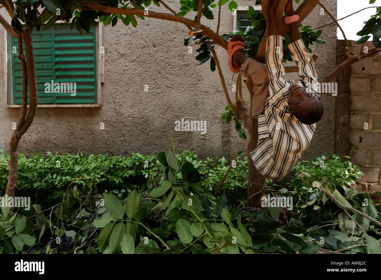 African boy climbing tree hi-res stock photography and images - Alamy