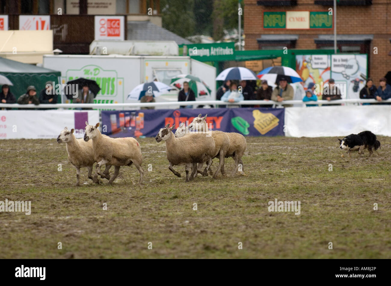 Sheep dog trials at The Royal Welsh Agricultural Show Builth Wells ...