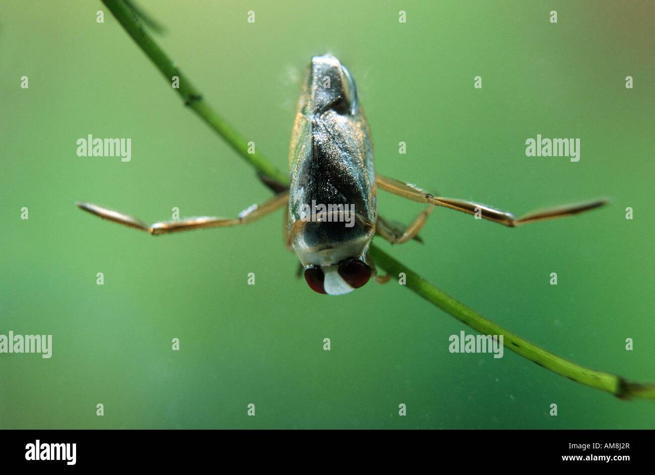 Water Boatman Vs Backswimmer