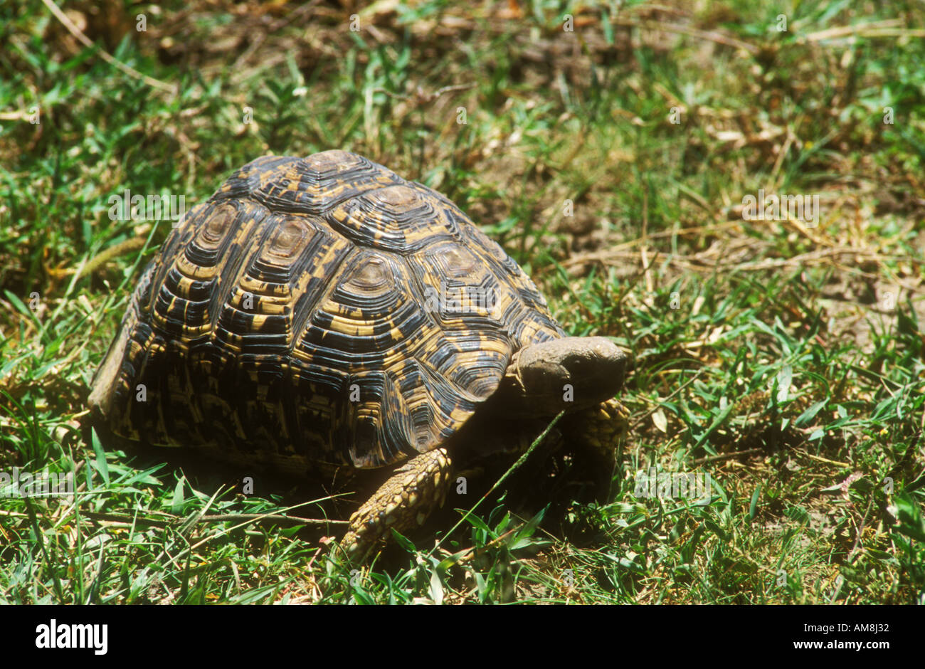 Leopard tortoise in tanzania hi-res stock photography and images - Alamy