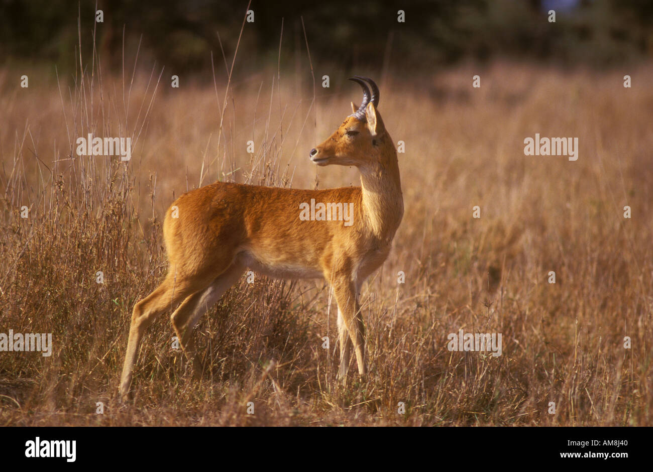 Tanzania bohor reedbuck antelope hi-res stock photography and images ...