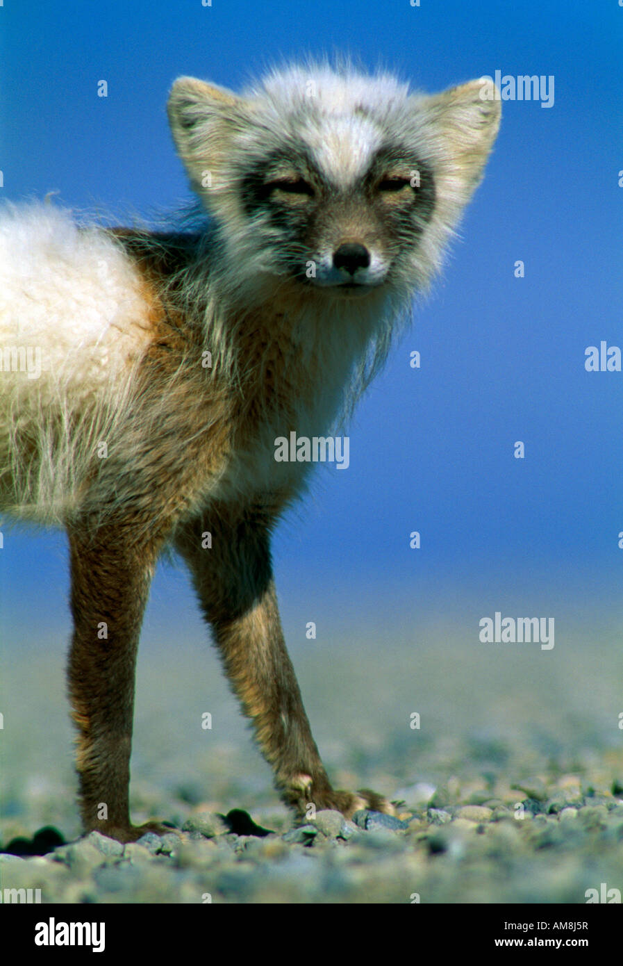 Arctic fox spring tundra hi-res stock photography and images - Alamy