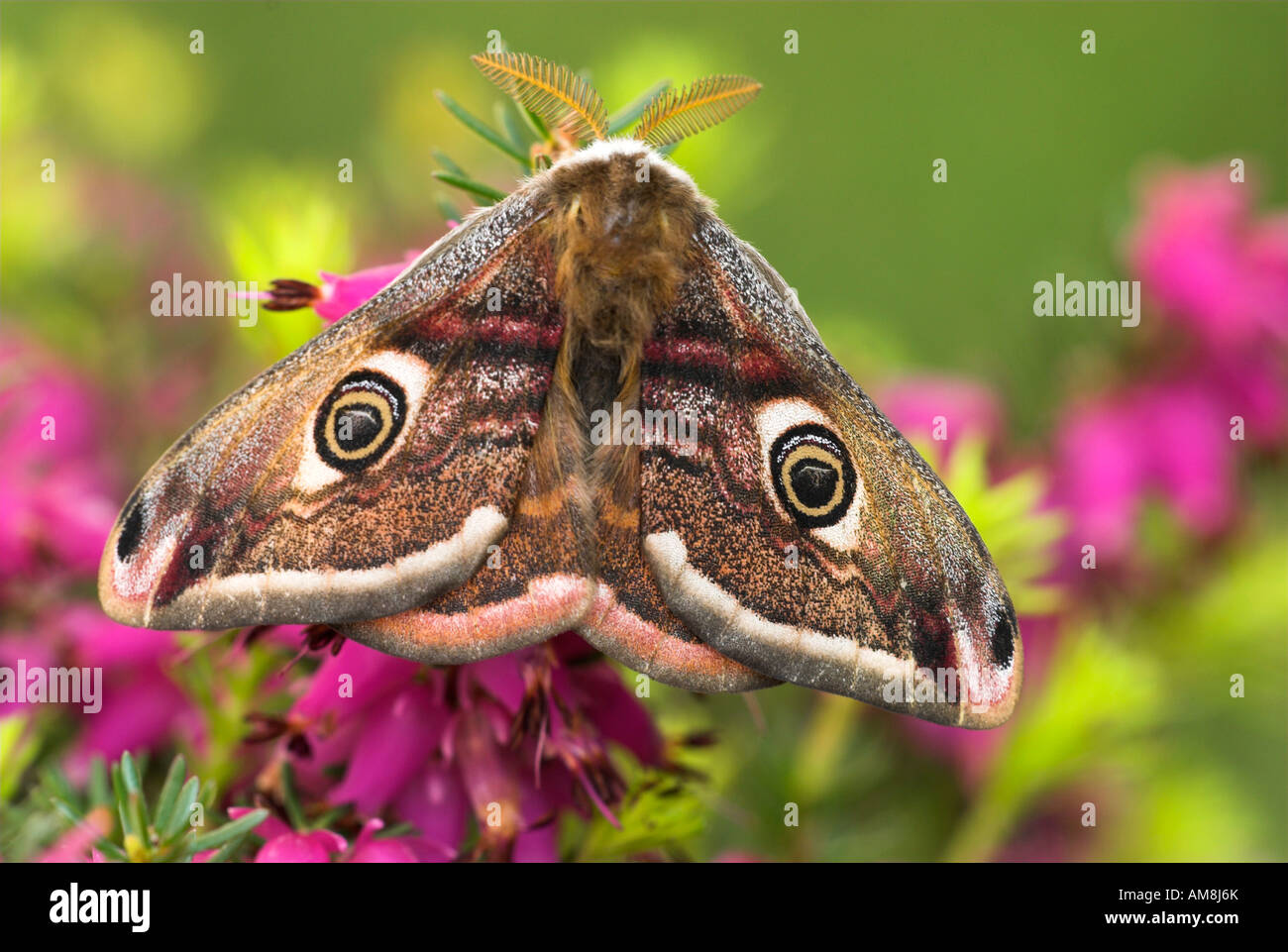 Emperor moth antennae hi-res stock photography and images - Alamy