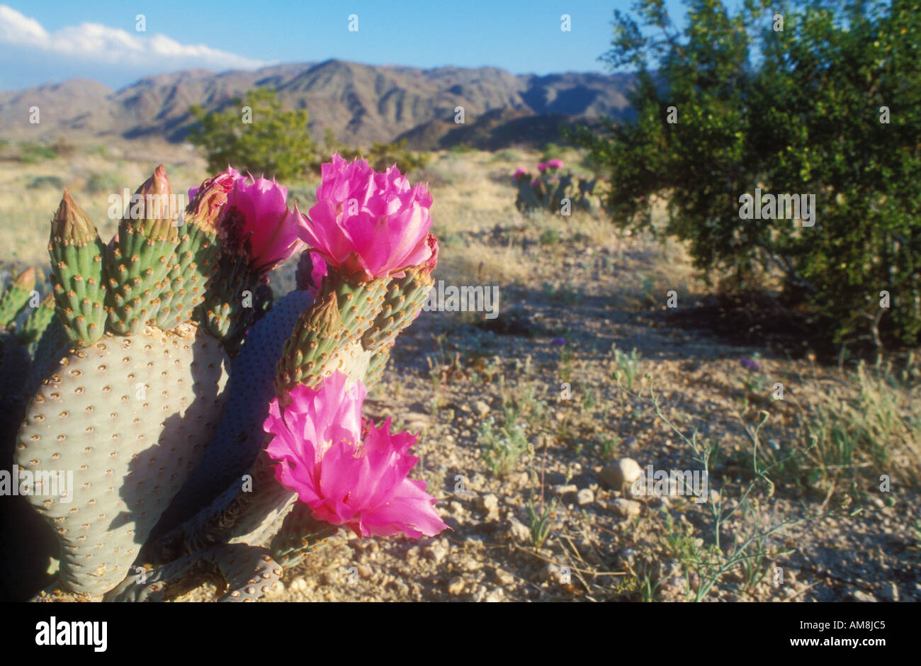 Beavertail cactus blooms hi-res stock photography and images - Alamy