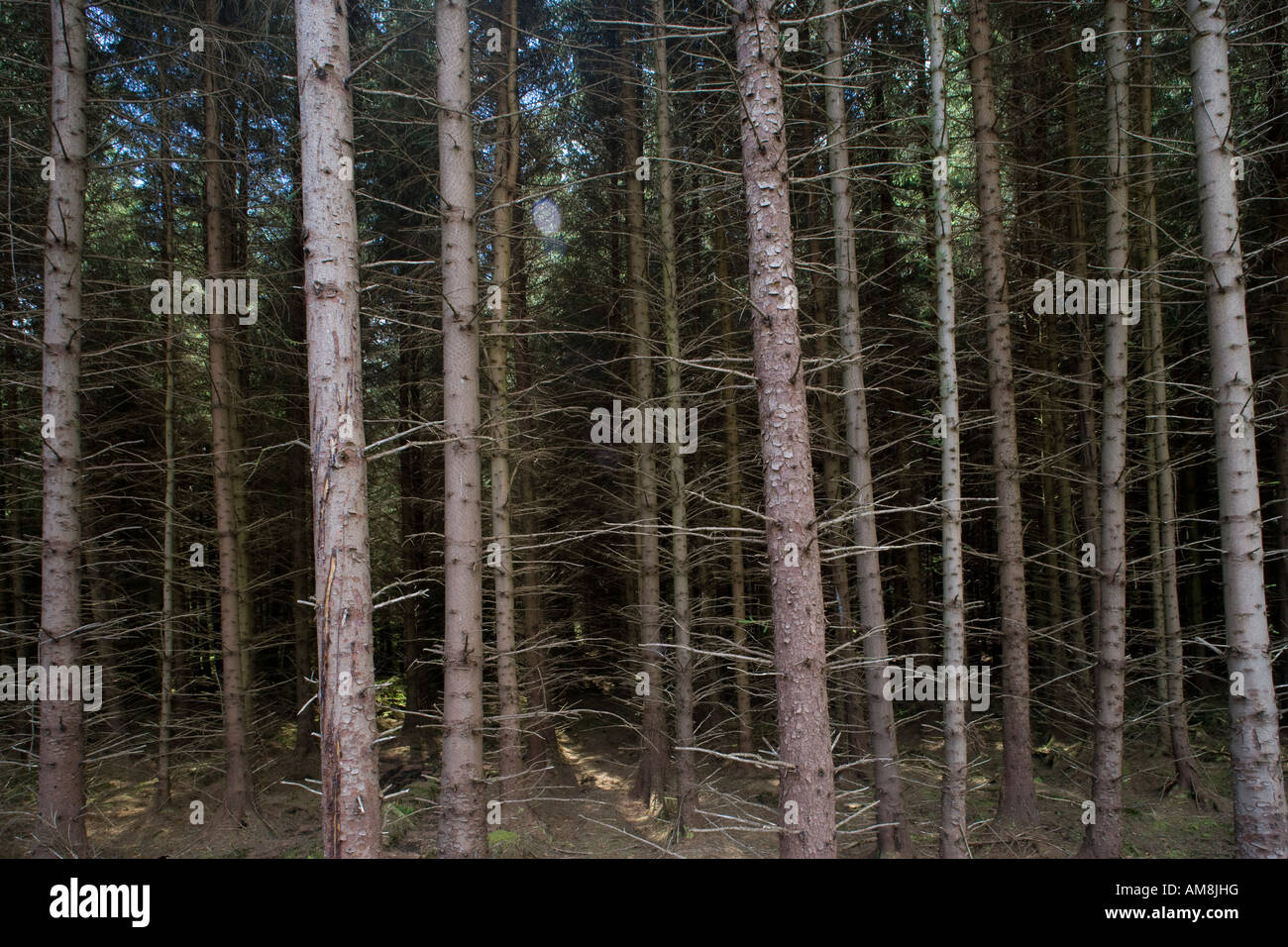 Edge Of Sitka Spruce Plantation, Scotland, Britain, UK Stock Photo - Alamy