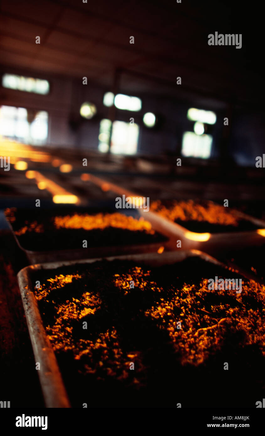 Tea drying in the evening light at the Mancotta Tea Estate factory near ...