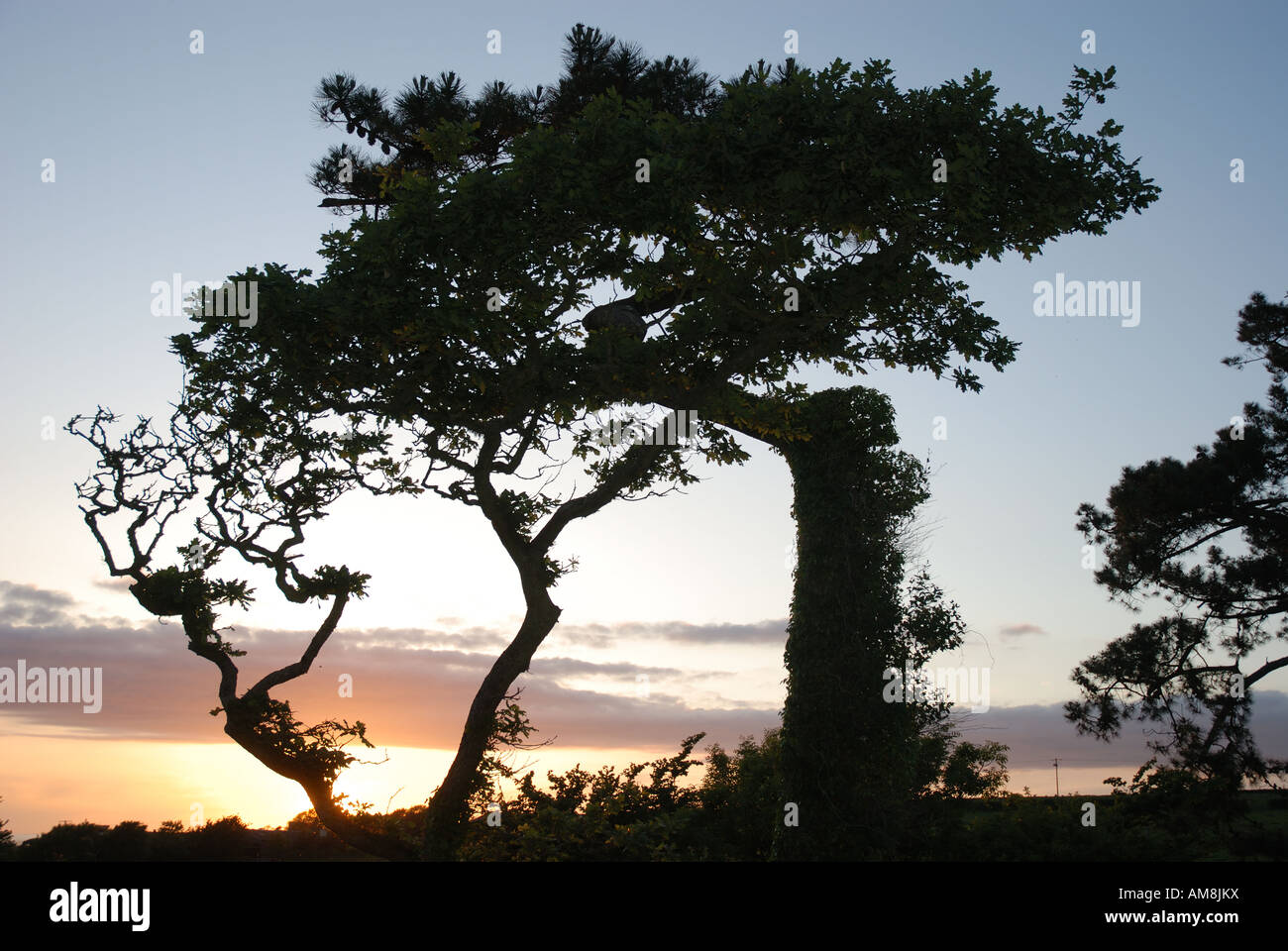 Cornish Sunset golden sky behind silhouette of windswept trees Stock ...