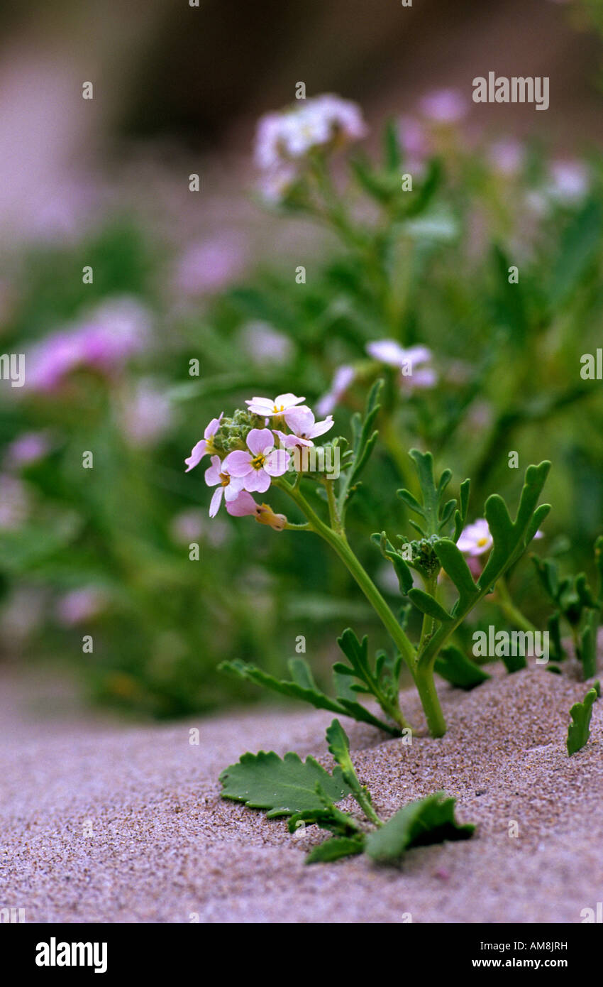 Sea rocket cakile maritima hi-res stock photography and images - Alamy