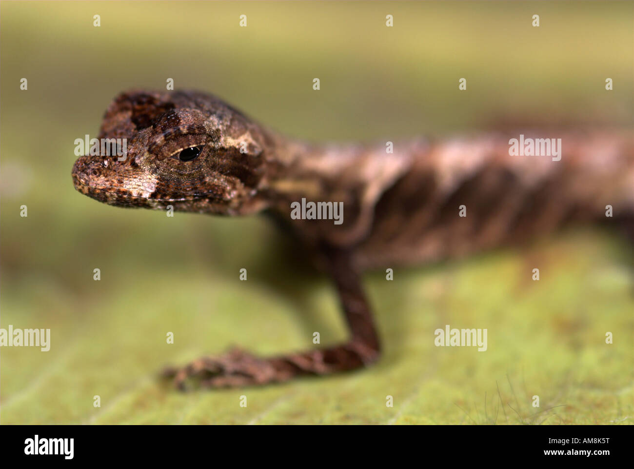 Anole lizard Norops bombiceps Iquitos Northern Peru Stock Photo - Alamy