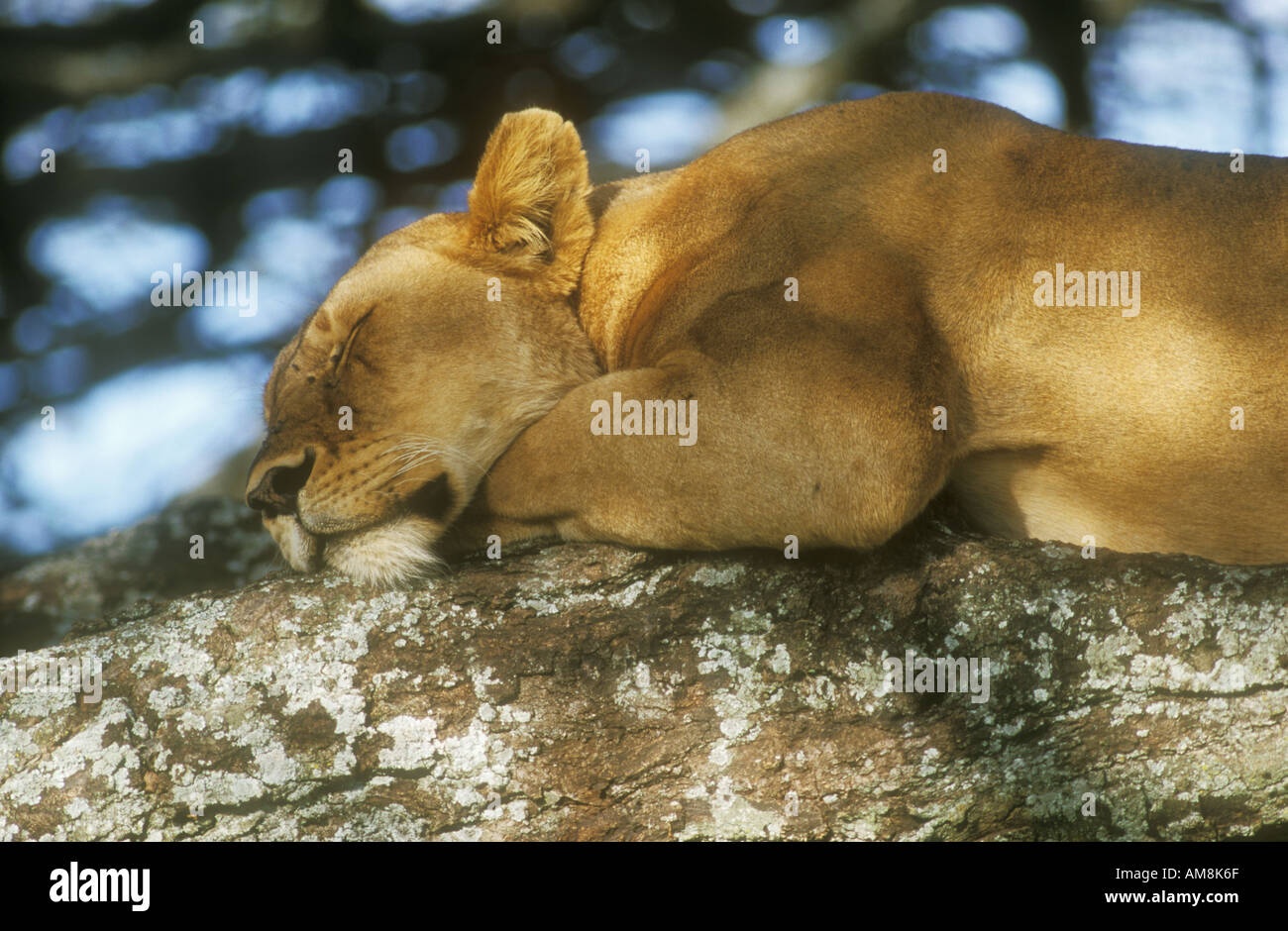 Lioness sleeping on a tree branch Stock Photo - Alamy