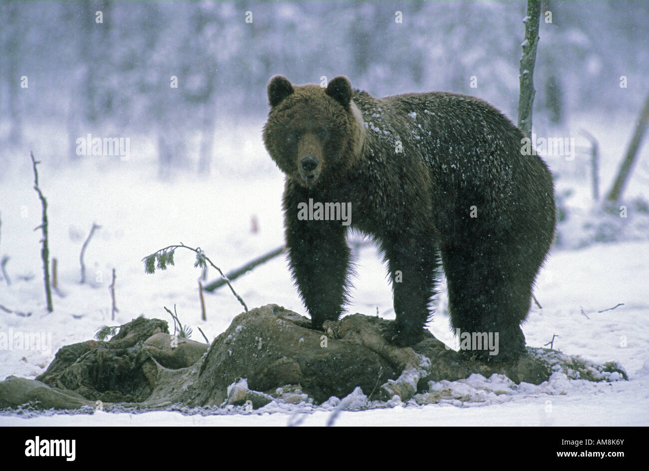 European Brown bear Finland Stock Photo - Alamy