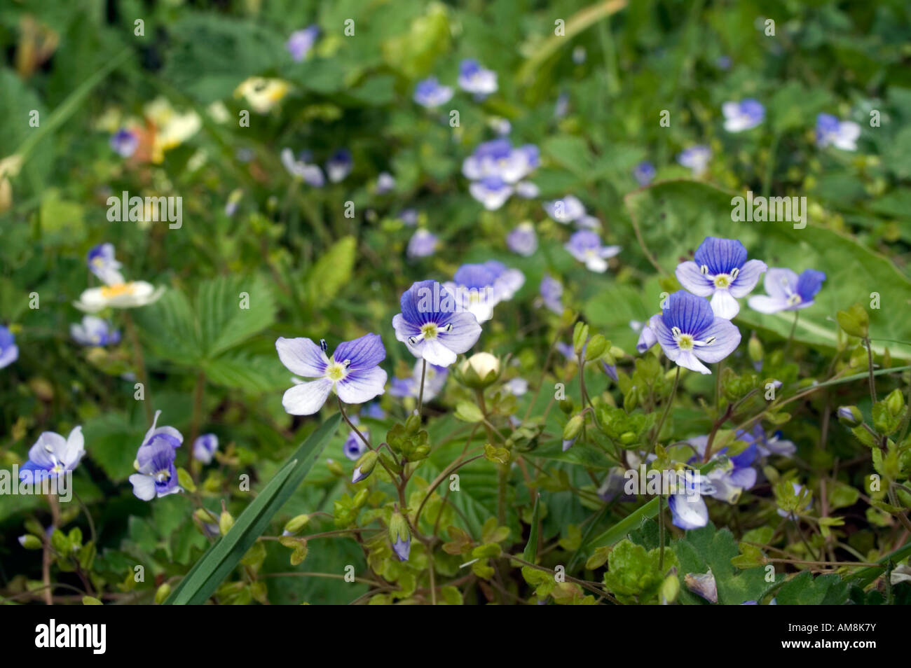 slender speedwell Veronica filiformis in flower Stock Photo - Alamy