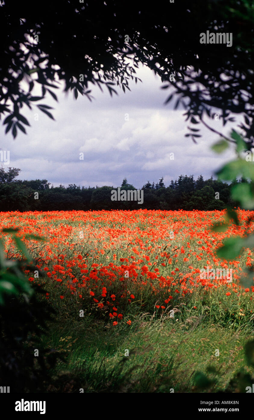 Poppy field at West Hanningfield Essex England Stock Photo - Alamy
