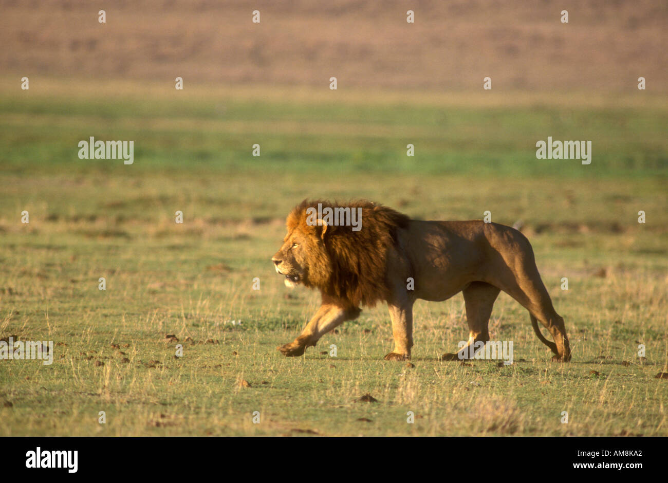 Striding lion hi-res stock photography and images - Alamy