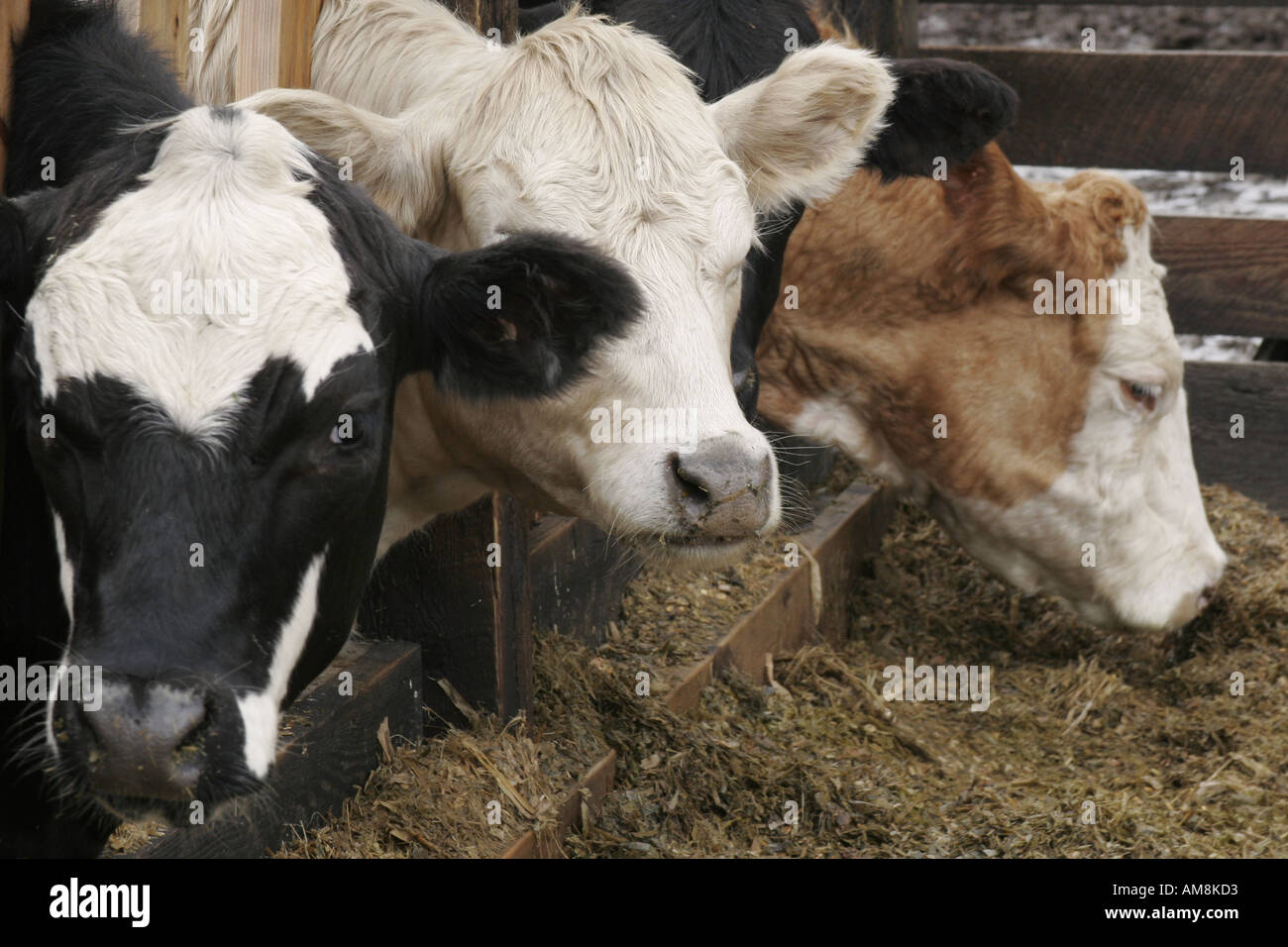 Three cows together hi-res stock photography and images - Alamy