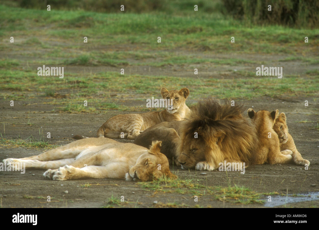 Beautiful peaceful family group of Lions Stock Photo - Alamy