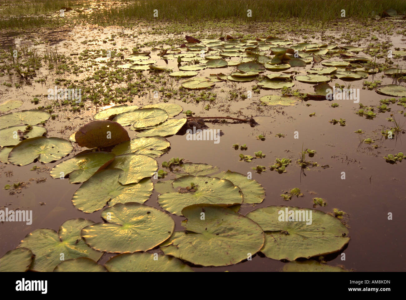 Caiman blanco hi-res stock photography and images - Alamy