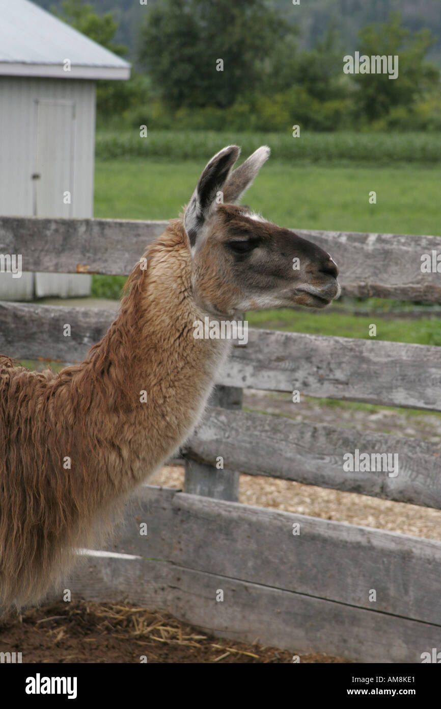 Llama pose hi-res stock photography and images - Alamy