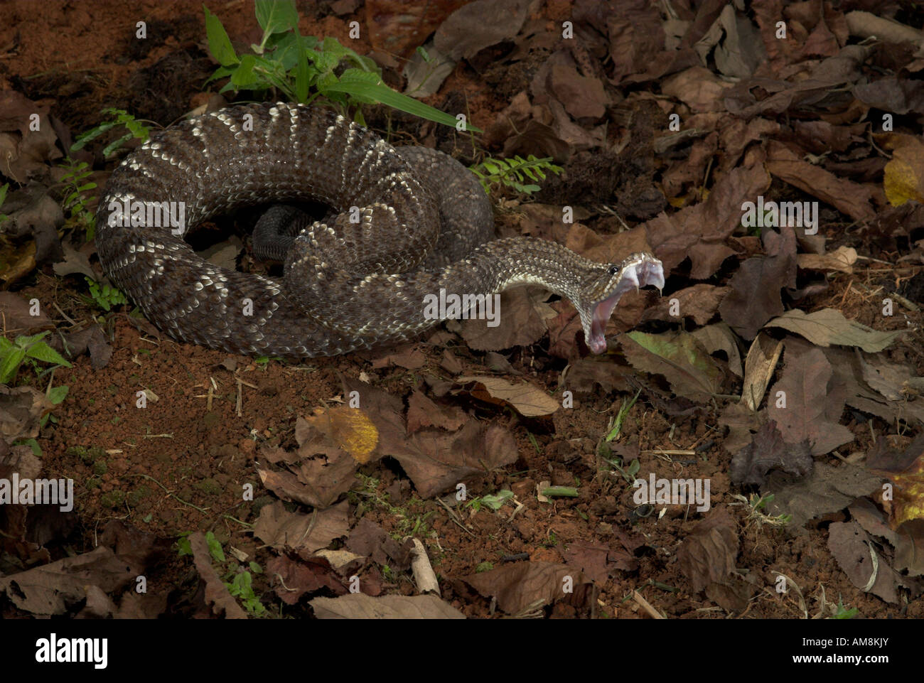 Uracoan Rattle Snake Crotalus durissus vegrandis Venezuela Stock Photo ...