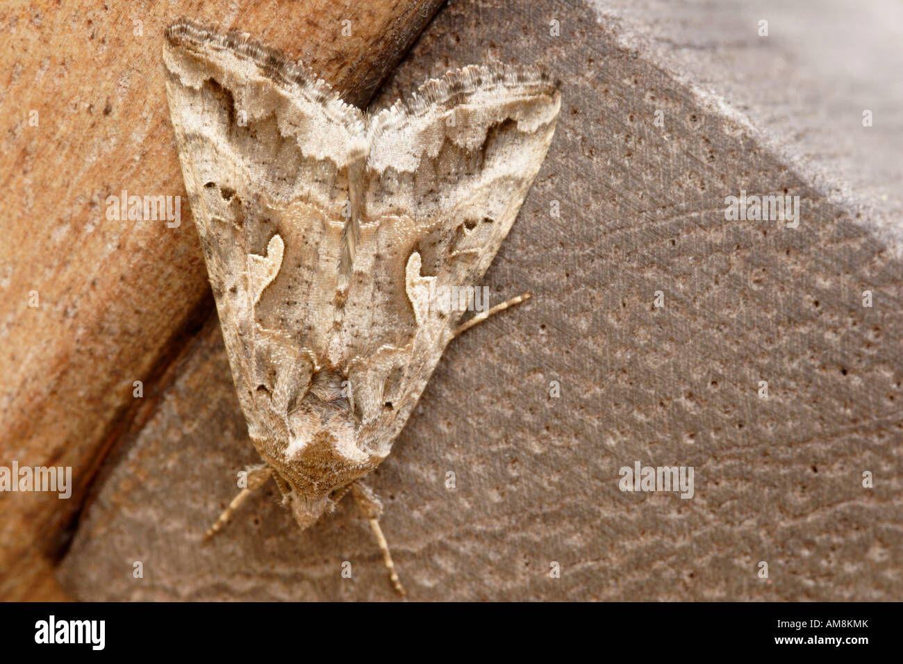 Silver Y moth (Autographa gamma) resting on wood, England, UK Stock ...