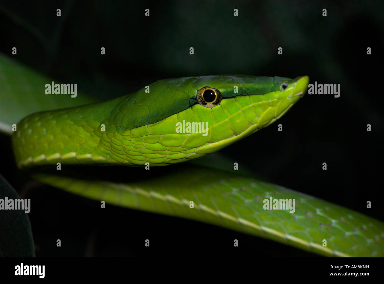 A green vine snake hi-res stock photography and images - Alamy