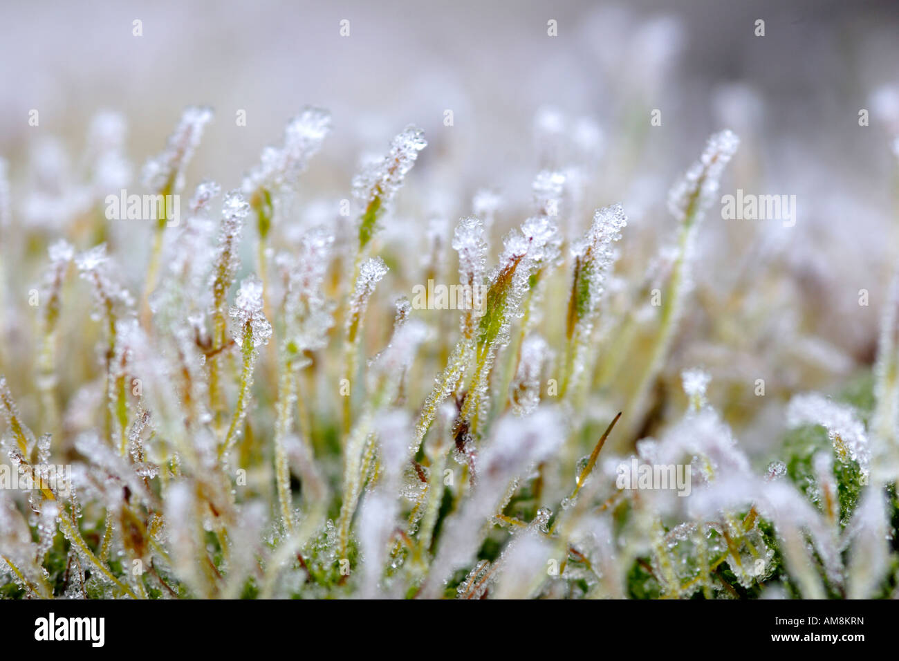 Moss (Tortula muralis) covered in frost close up Stock Photo - Alamy