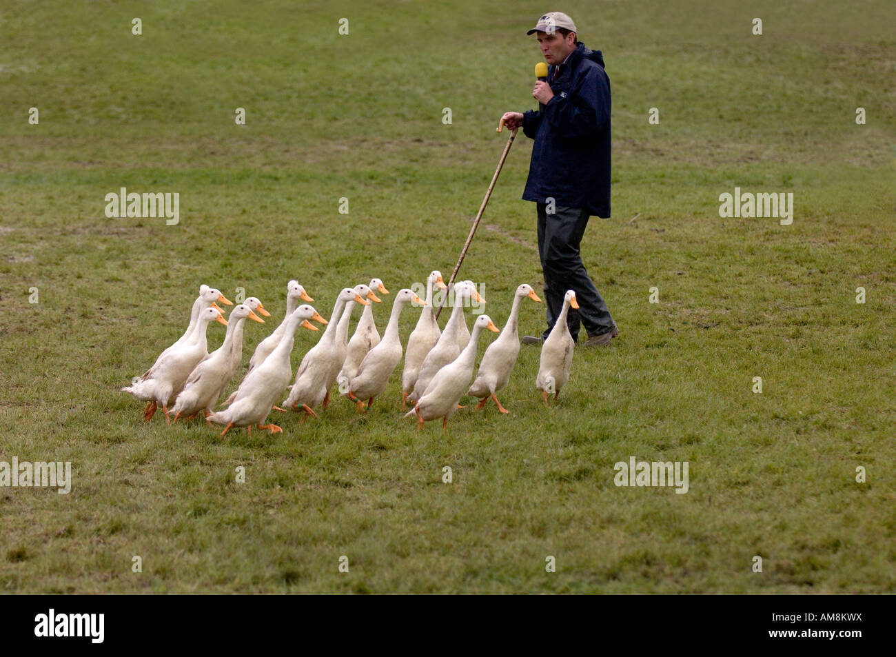 Geese at The Royal Welsh Agricultural Show Builth Wells Powys Wales GB ...