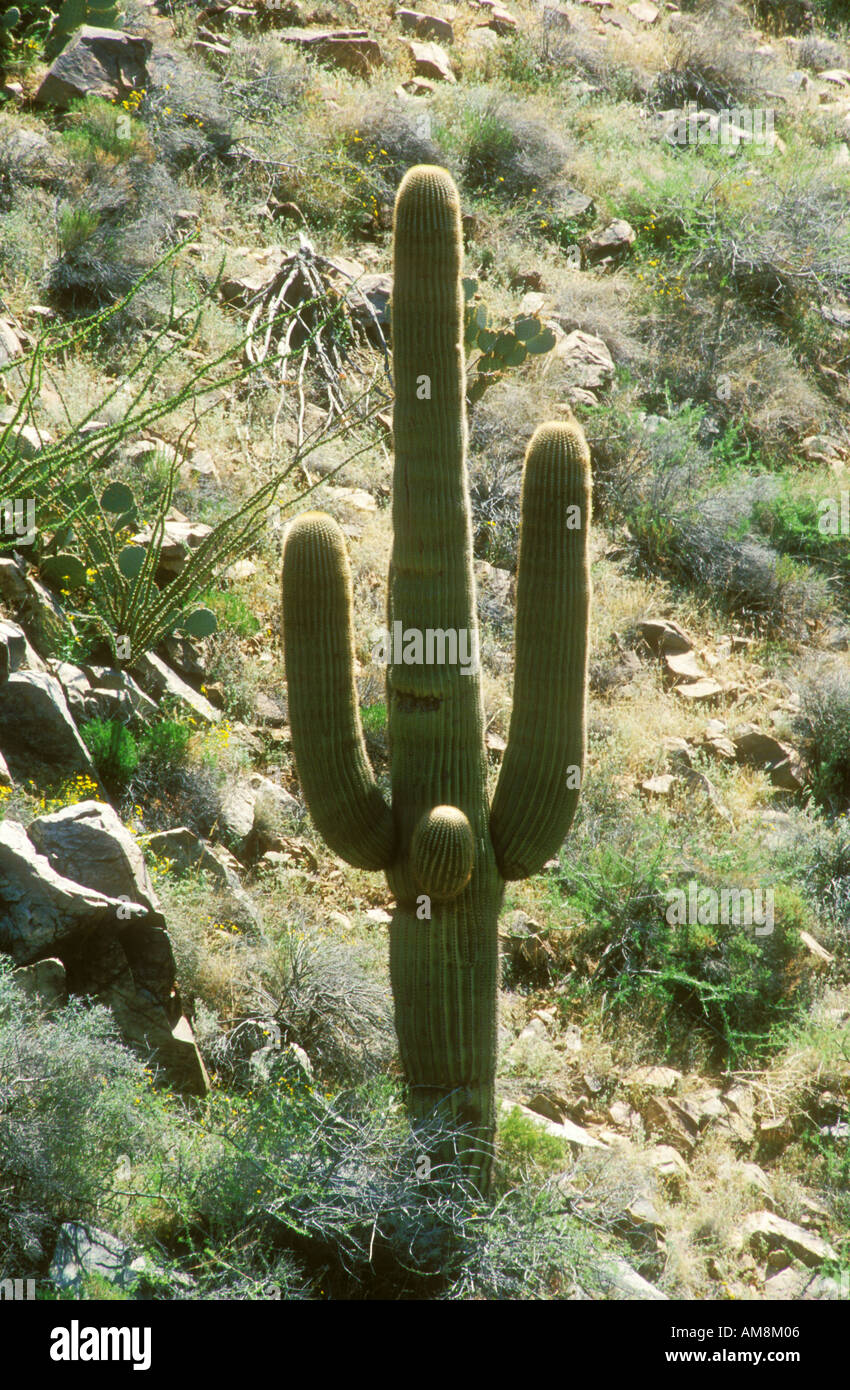 Arid habitat typical of cacti hi-res stock photography and images - Alamy