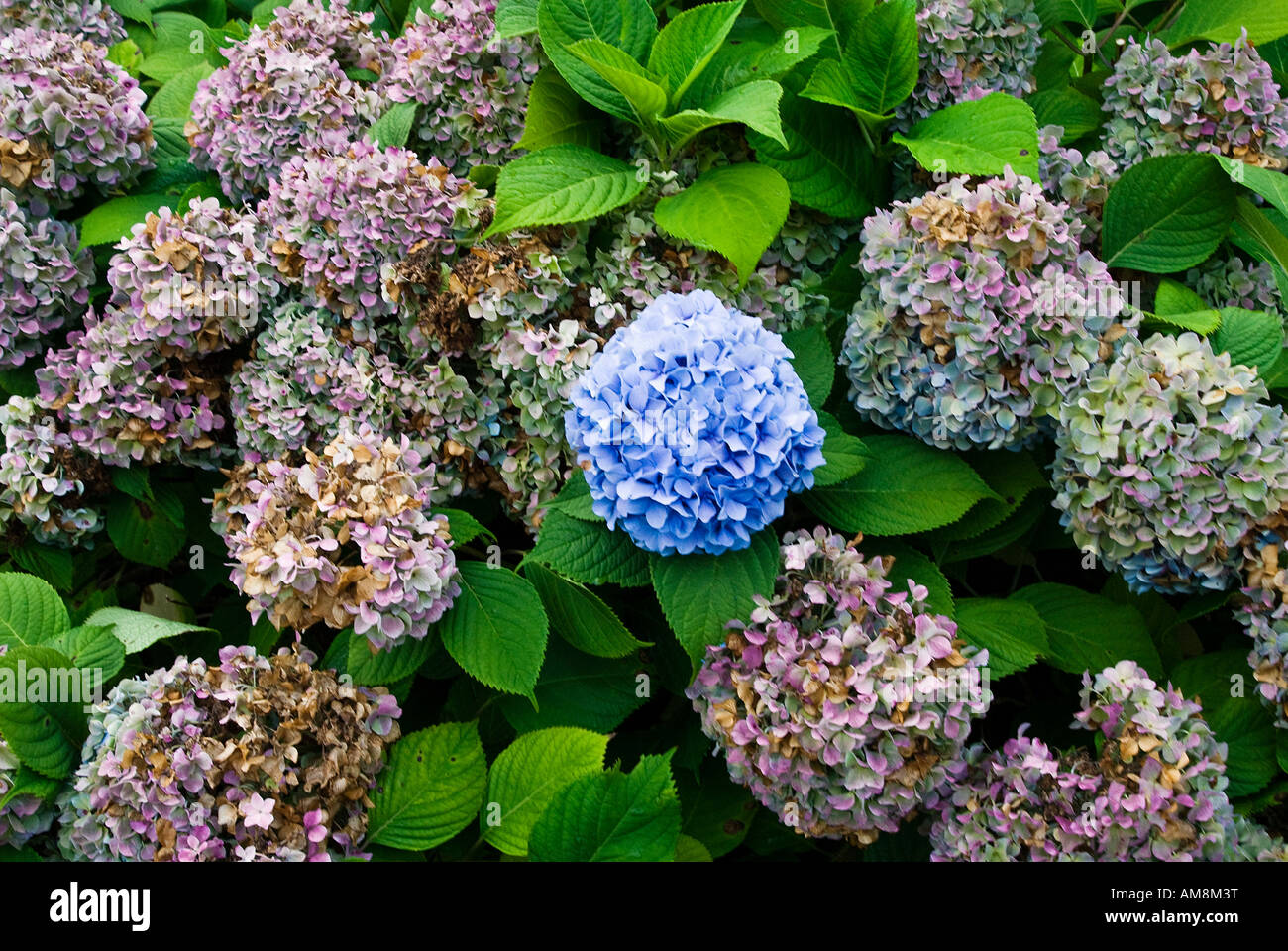 Hydrangea flower balls Stock Photo - Alamy