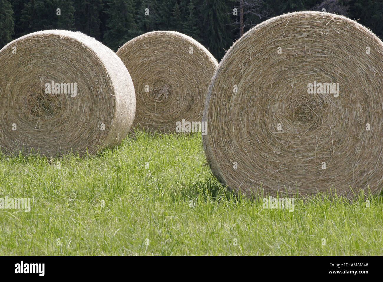 American hay hi-res stock photography and images - Alamy