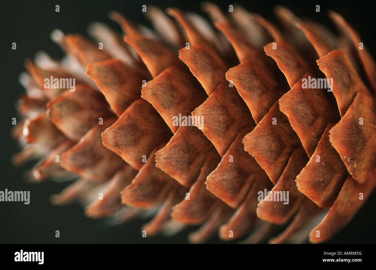 NORWAY SPRUCE cone Picea abies Stock Photo - Alamy