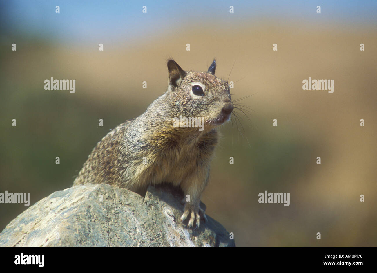 California Ground Squirrel Stock Photo - Alamy