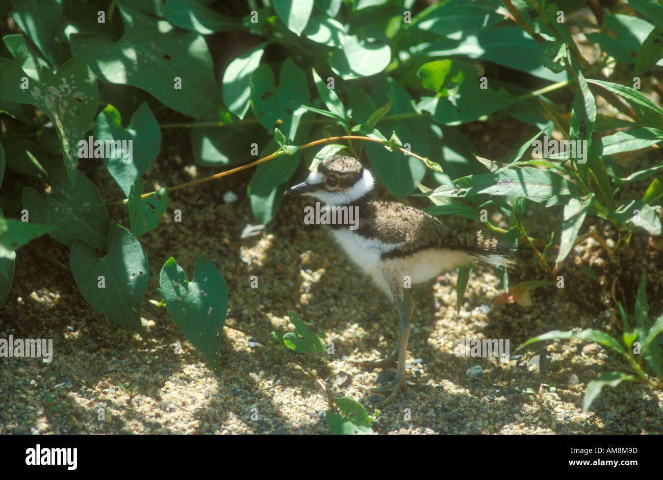 Killdeer And Young Stock Photos & Killdeer And Young Stock Images - Alamy