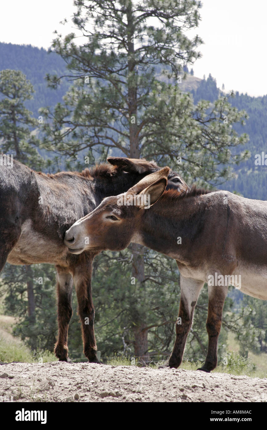 Donkey scratch hi-res stock photography and images - Alamy
