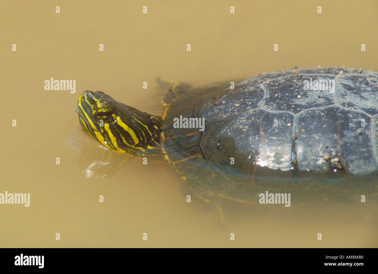 Terrapin submerged hi-res stock photography and images - Alamy