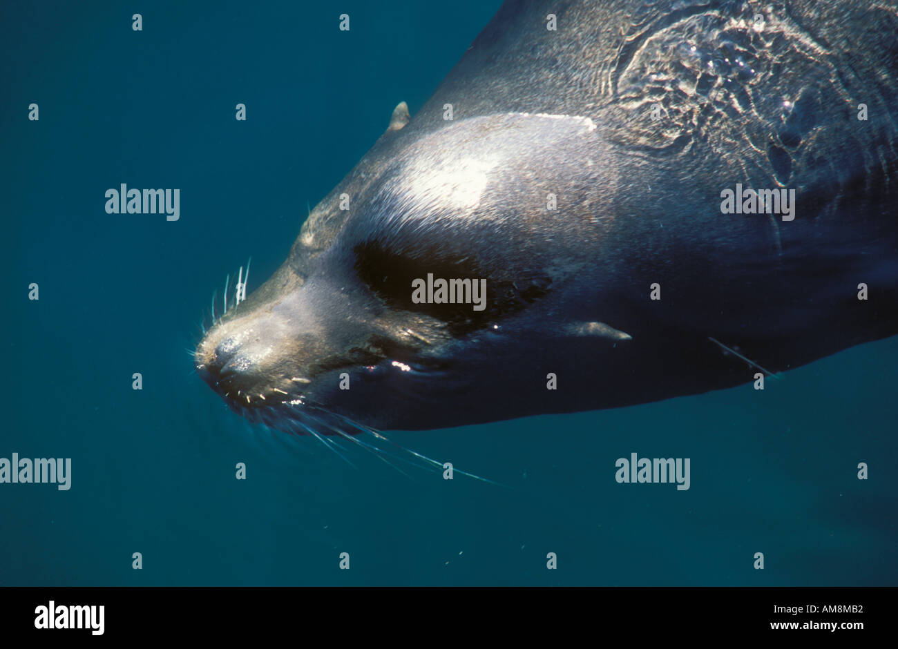 Big Male California Sea Lion Stock Photo - Alamy