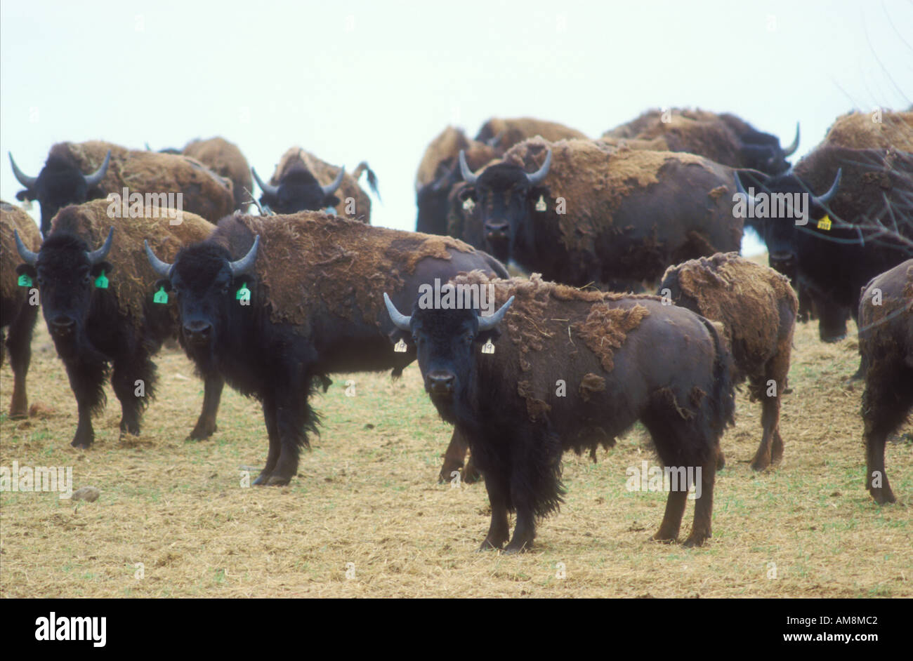American Bison being farmed for meat Stock Photo - Alamy
