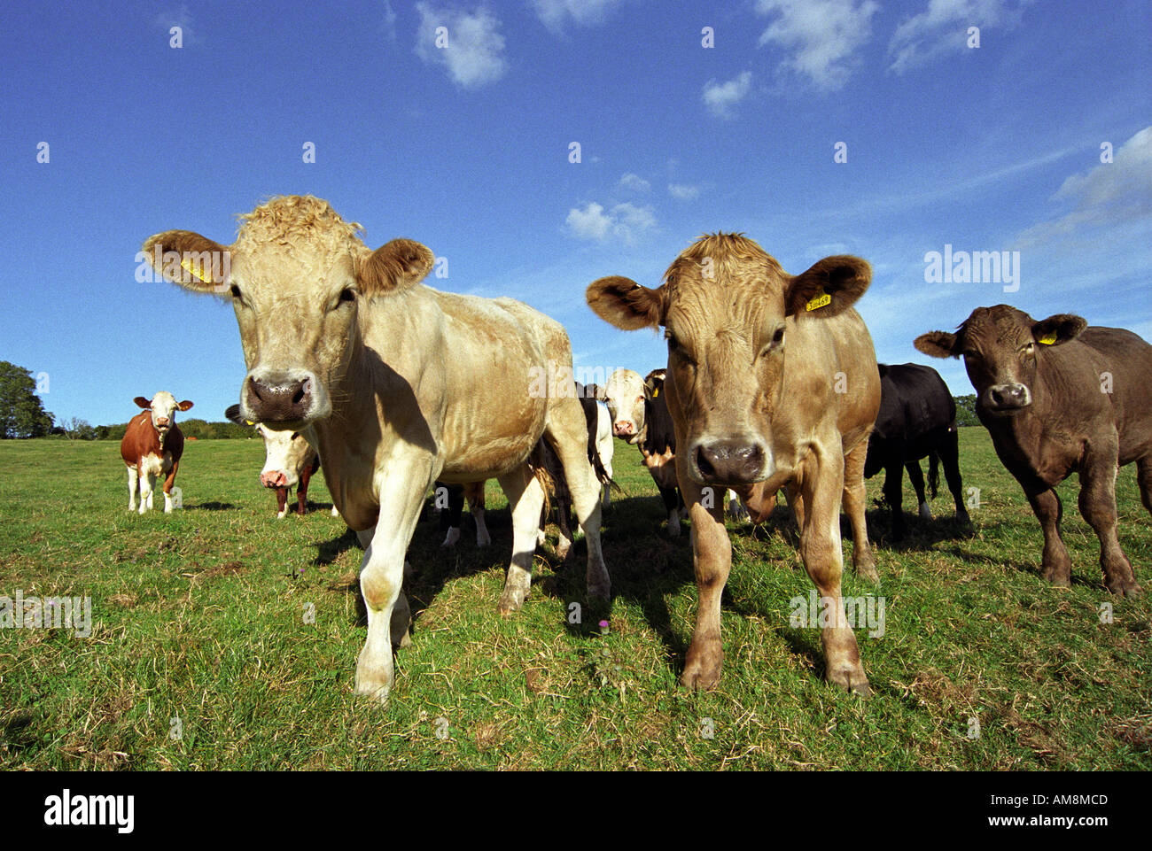 Beef cattle at pasture Dorset England UK GB EU Europe Stock Photo - Alamy