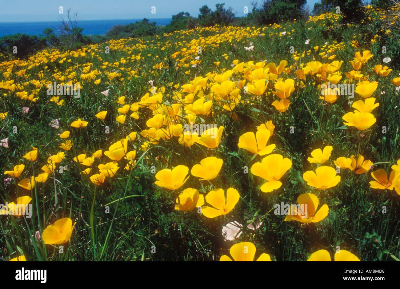 California poppy display hi-res stock photography and images - Alamy