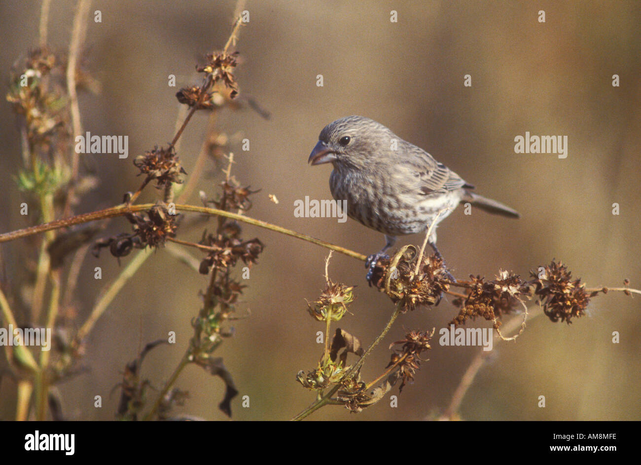 House finch a classic portrait Stock Photo - Alamy