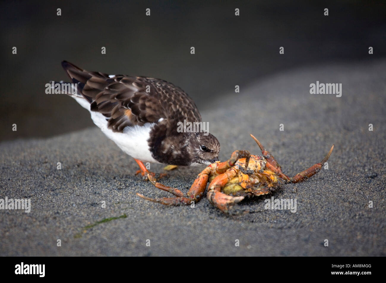 turnstone Arenaria interpres eating a crab cornwall Stock Photo - Alamy