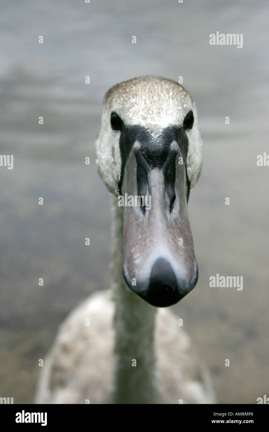 Cygnet face hi-res stock photography and images - Alamy