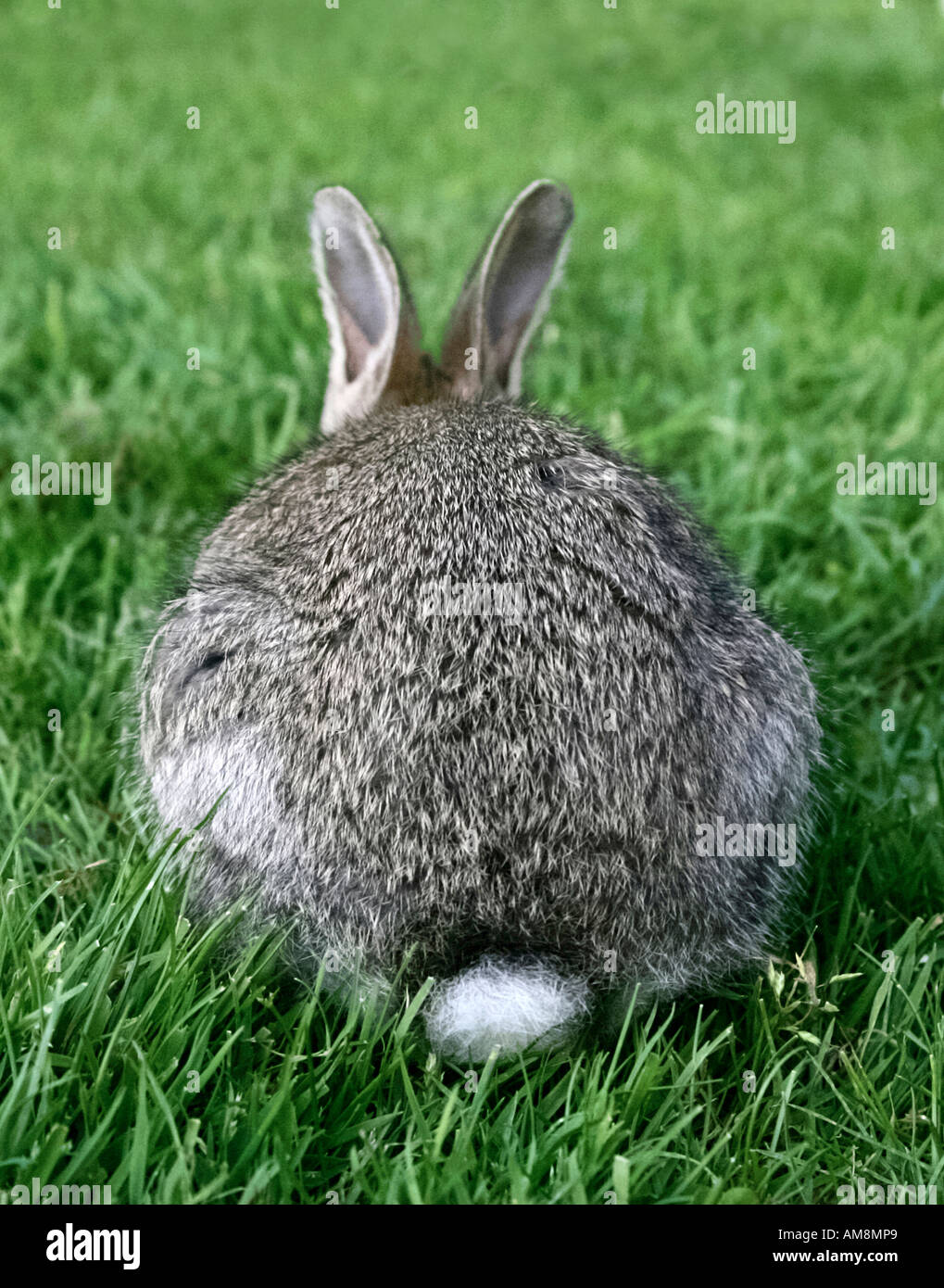 Grey Bunny High Resolution Stock Photography and Images - Alamy