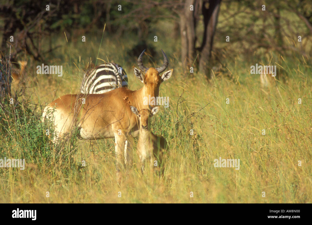 Female kongoni hi-res stock photography and images - Alamy